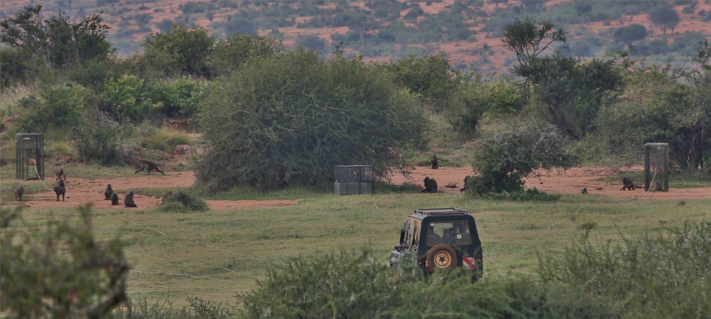 Baboons Decide Where to Go Together (4 of 4) | EurekAlert!