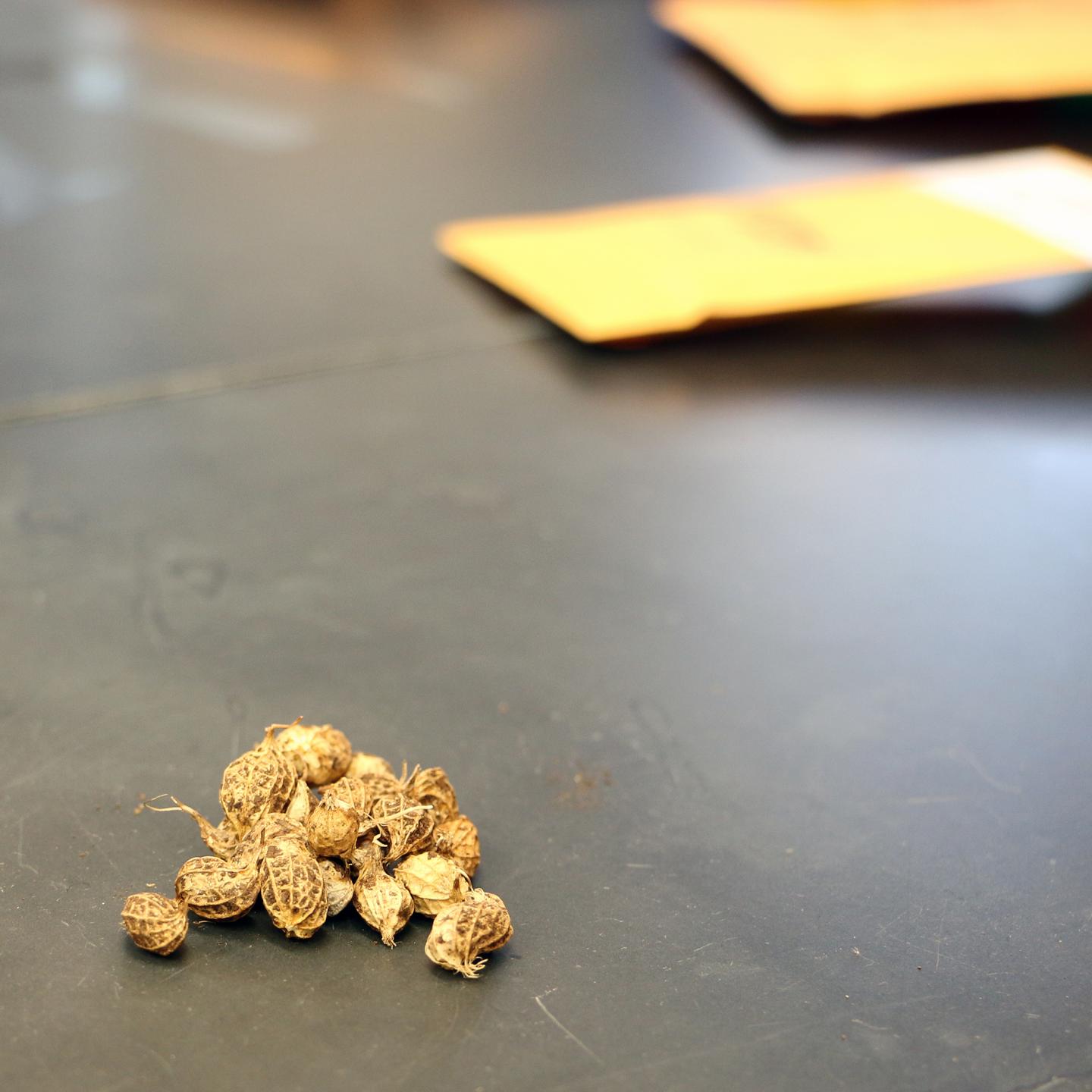 Wild Peanut Cariety Arachis [IMAGE] | EurekAlert! Science News Releases