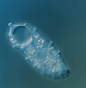 Microscopic Life - Legendrea [IMAGE] | EurekAlert! Science News Releases