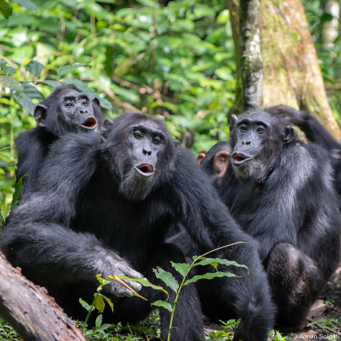 Group of Chimpanzees [IMAGE] | EurekAlert! Science News Releases