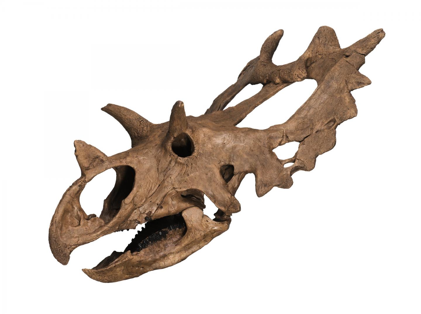 New species of horned dinosaur with a spiked | EurekAlert!