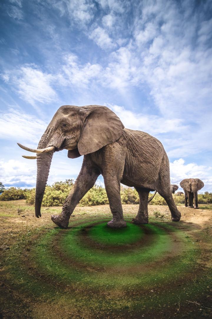 Elephant (2 of 3) [IMAGE] | EurekAlert! Science News Releases