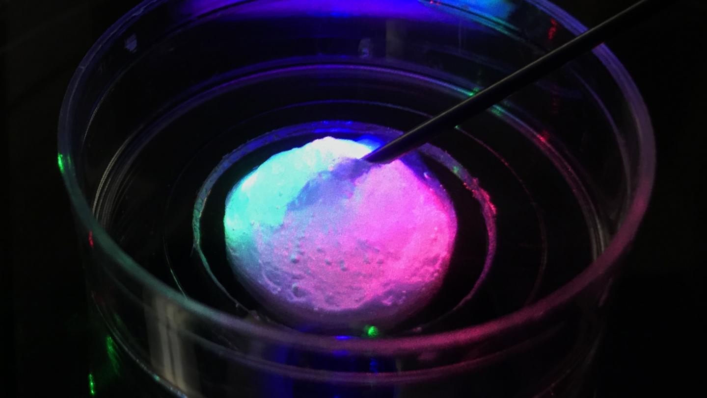 Gu Goo (2 of 2) [IMAGE] | EurekAlert! Science News Releases