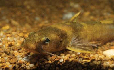 Killer catfish? Venomous species surprisingly | EurekAlert!
