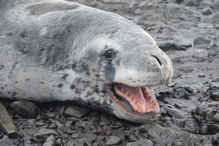 Leopard Seal [IMAGE] | EurekAlert! Science News Releases