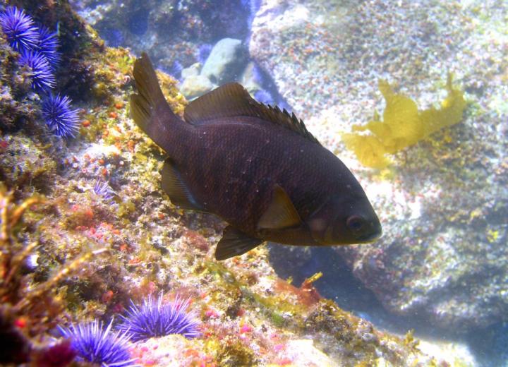 Embiotoca jacksoni [IMAGE] | EurekAlert! Science News Releases