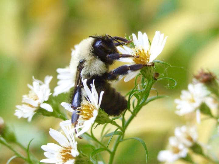 Bombus impatiens Queen [IMAGE] | EurekAlert! Science News Releases