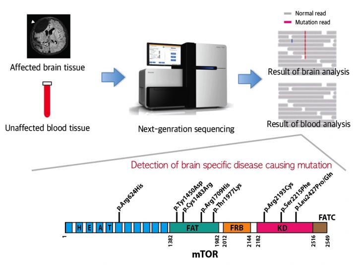 Mutations taking place only in the brain iden | EurekAlert!