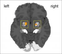 Amygdala detects spontaneity in human behavio | EurekAlert!