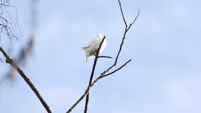 White bellbirds in Amazon shatter record for | EurekAlert!