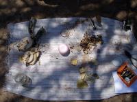 Sub-Saharan Genomes Shed Light on Human Origi | EurekAlert!