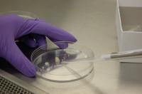 An Ancient Origin for SIV (1 of 2) | EurekAlert!