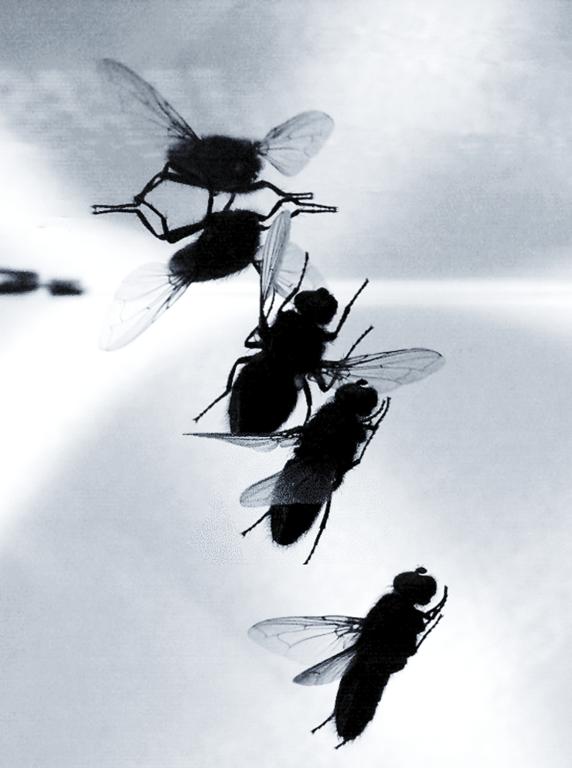 Most complete exploration of fly landing mane | EurekAlert!