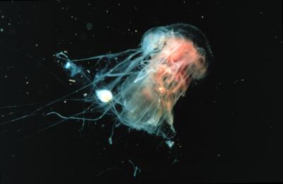 Cyanea Jellyfish [IMAGE] | EurekAlert! Science News Releases