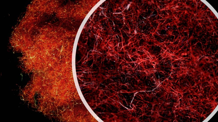 Microfibres collected from a t [IMAGE] | EurekAlert! Science News Releases