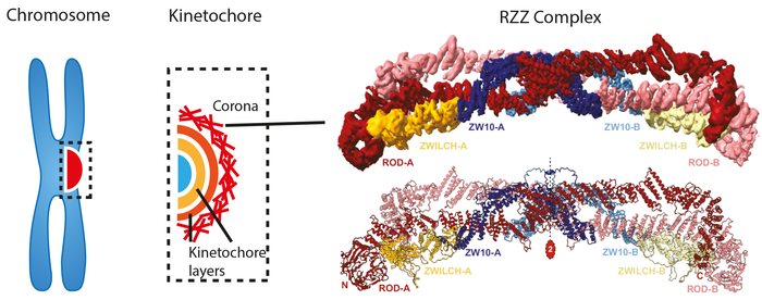 3D-Structure of the RZZ comple [IMAGE] | EurekAlert! Science News Releases