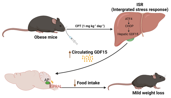 Anti-tumor drug promotes weight loss in mice | EurekAlert!