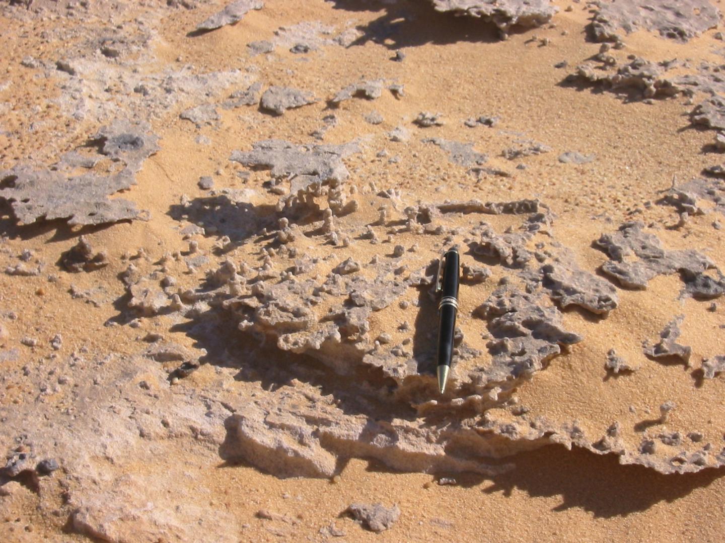 'Pipe-Rock' (with Skolithos) o [IMAGE] | EurekAlert! Science News Releases