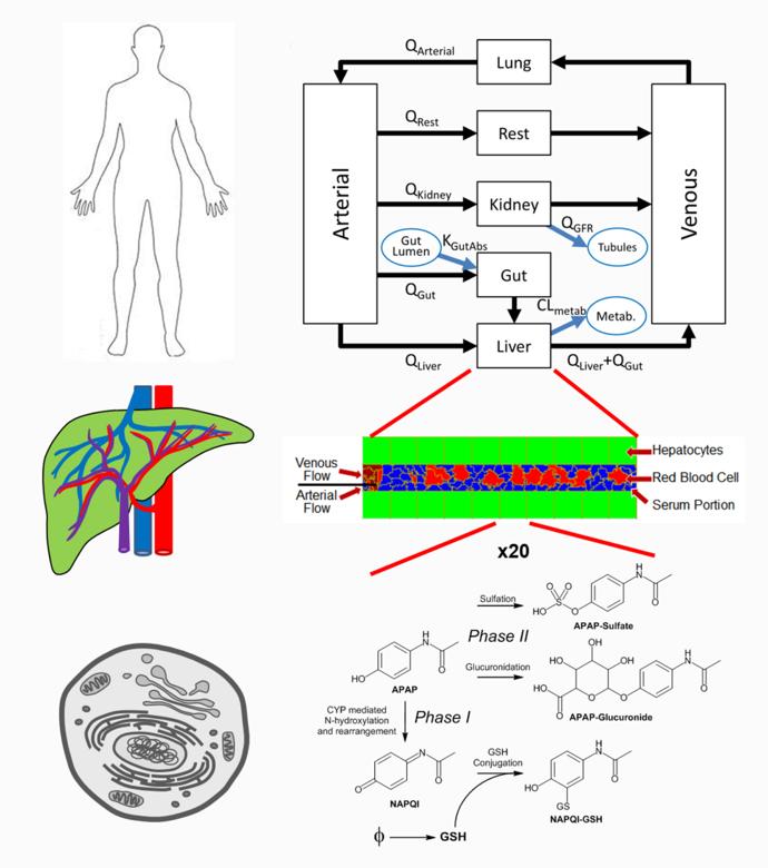 Virtual Liver Model Overview [IMAGE] | EurekAlert! Science News Releases
