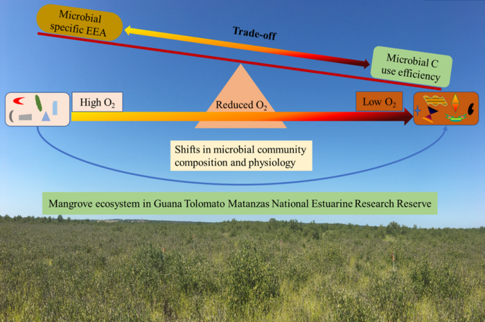 A new strategy for microbial n [IMAGE] | EurekAlert! Science News Releases