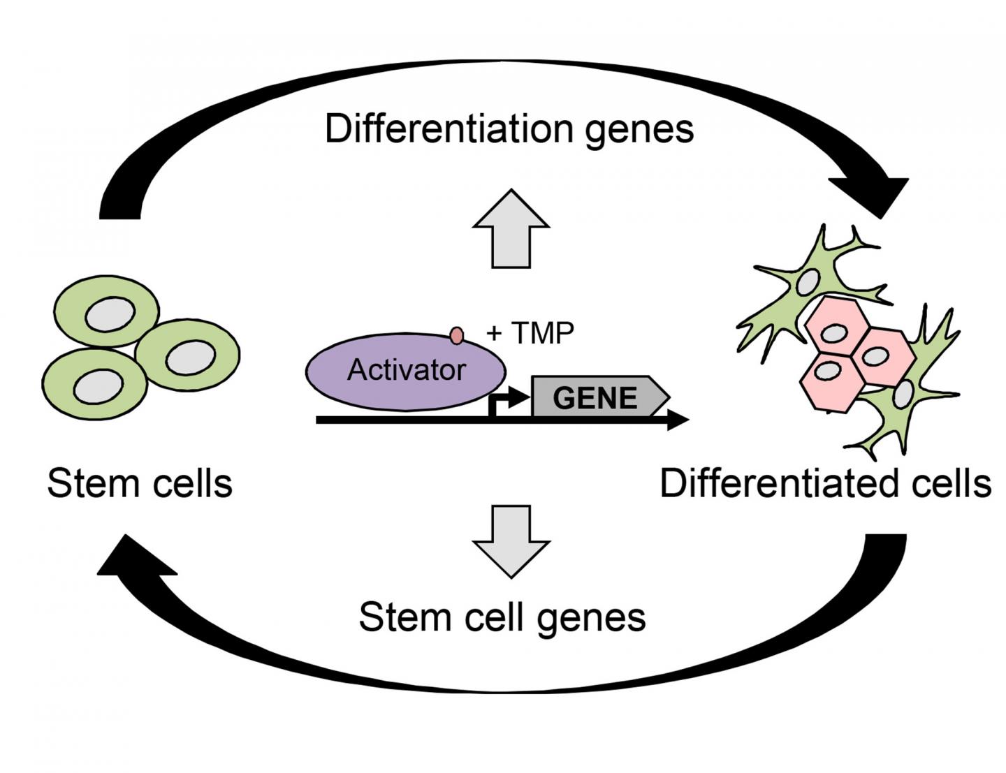 Researchers develop a method for controlling | EurekAlert!