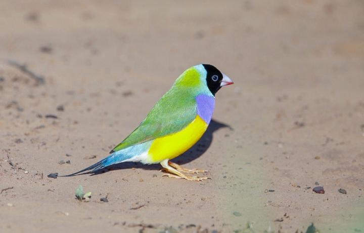 Black-Headed Gouldian Finch [IMAGE] | EurekAlert! Science News Releases