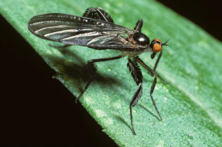 Dance Fly [IMAGE] | EurekAlert! Science News Releases