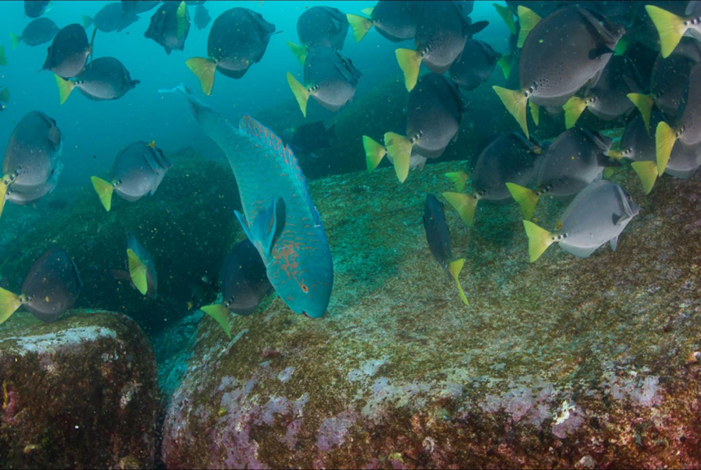 Analyzing Biodiversity [IMAGE] | EurekAlert! Science News Releases