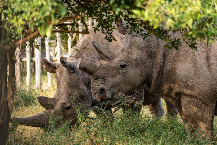 Last two northern white rhinos [IMAGE] | EurekAlert! Science News Releases