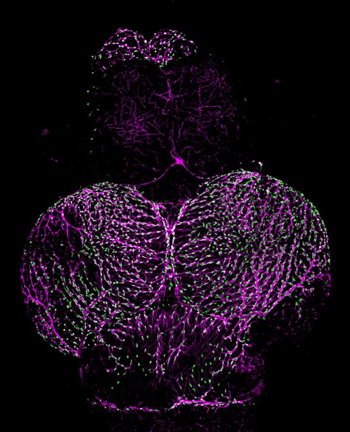 Adult Zebrafish Brain Vasculat [IMAGE] | EurekAlert! Science News Releases
