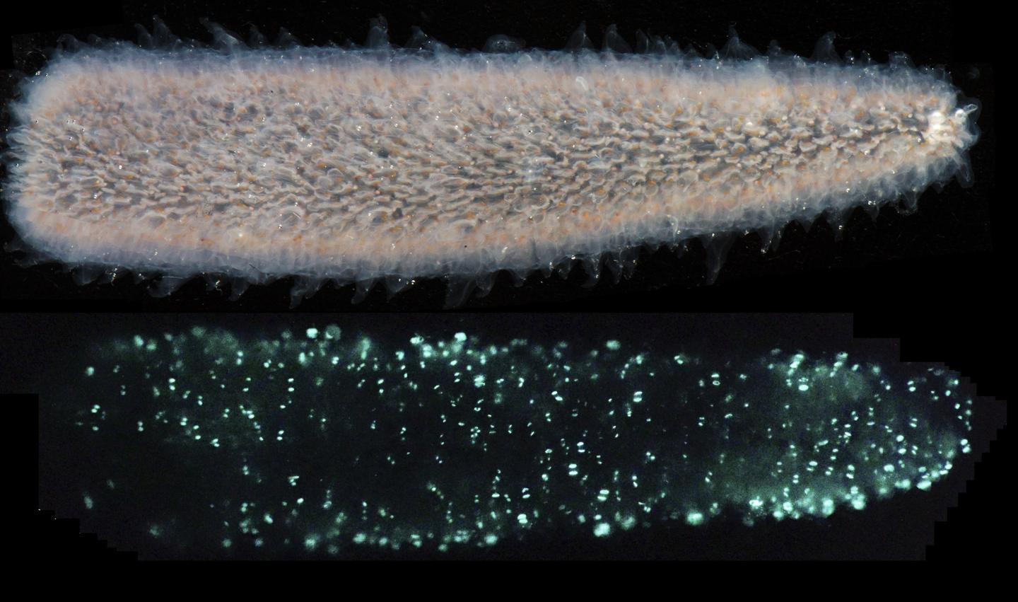 Pyrosoma atlanticum biolumines [IMAGE] | EurekAlert! Science News Releases