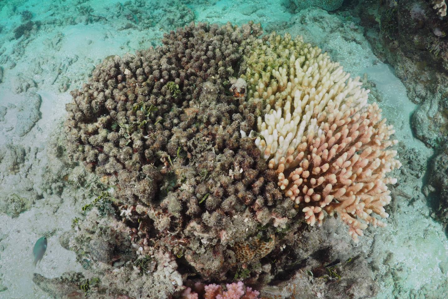 Feather Reef [IMAGE] | EurekAlert! Science News Releases