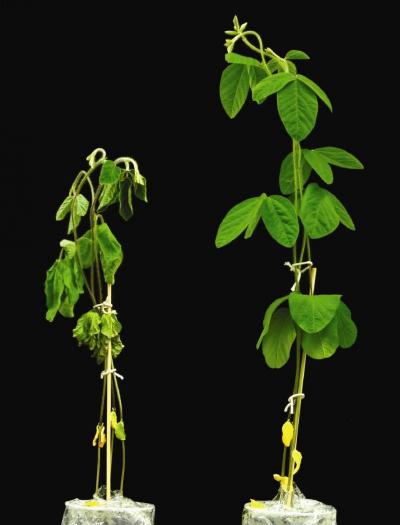 Soybean Plants [IMAGE] | EurekAlert! Science News Releases
