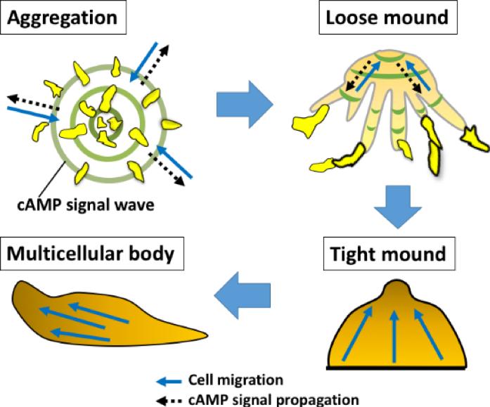 Fig. 1. Model of Intercellular [IMAGE] | EurekAlert! Science News Releases
