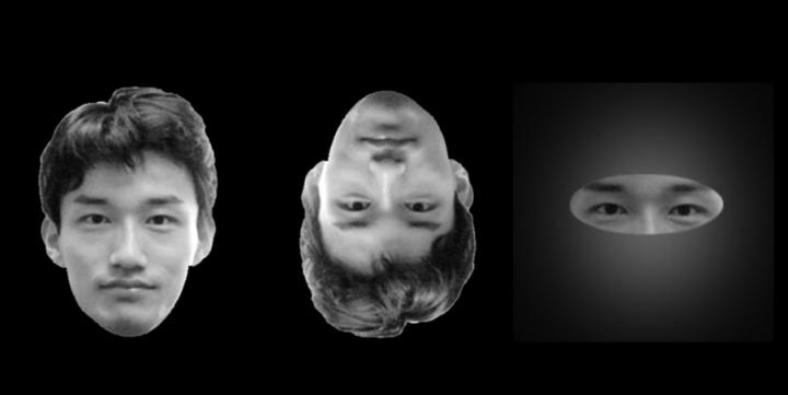 Images Used for the Face Perce [IMAGE] | EurekAlert! Science News Releases