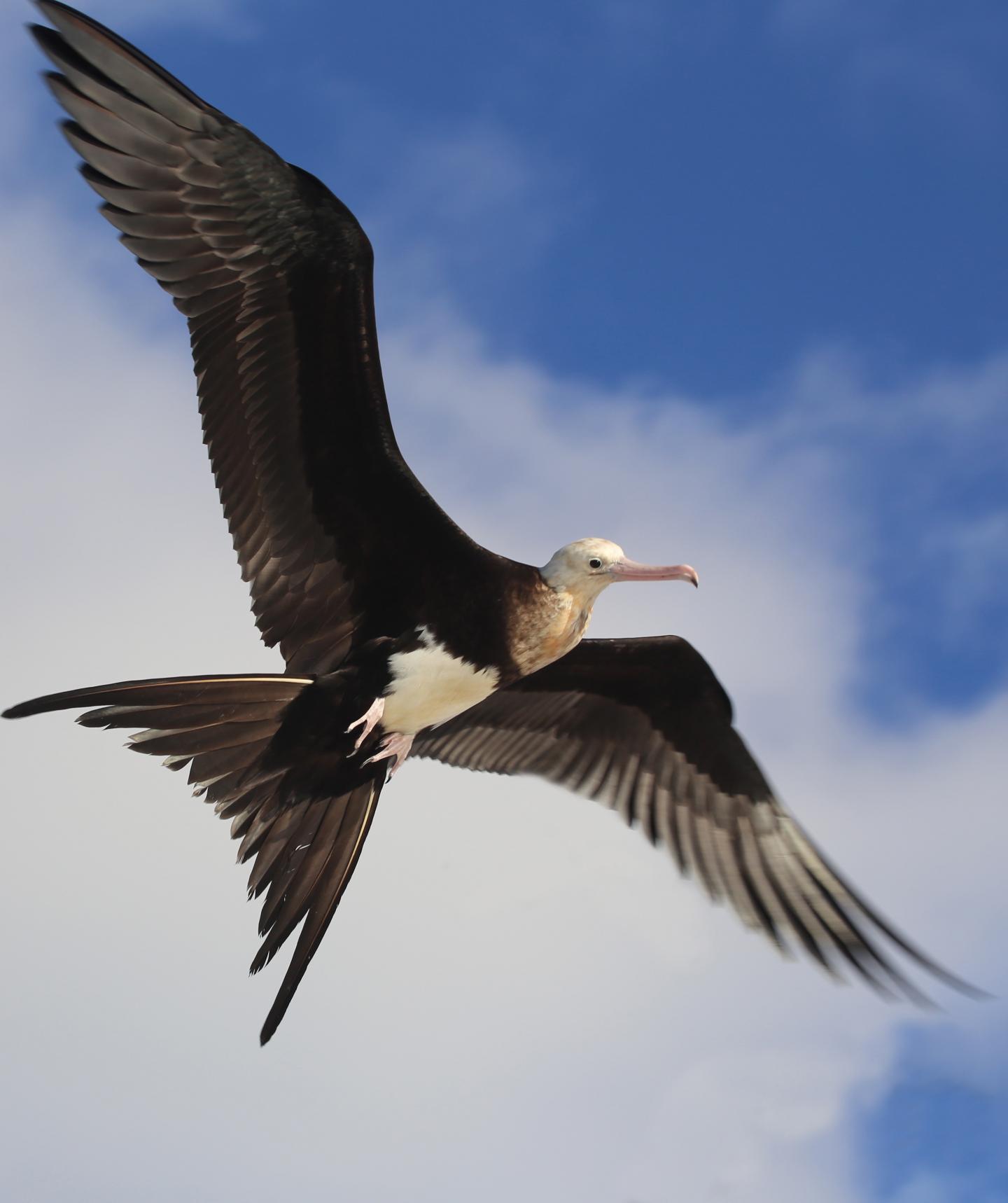 For Frigate Birds, Staying Aloft for Months i | EurekAlert!
