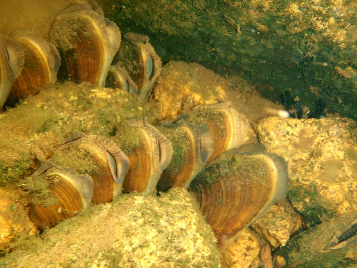 Freshwater pearl mussels [IMAGE] | EurekAlert! Science News Releases