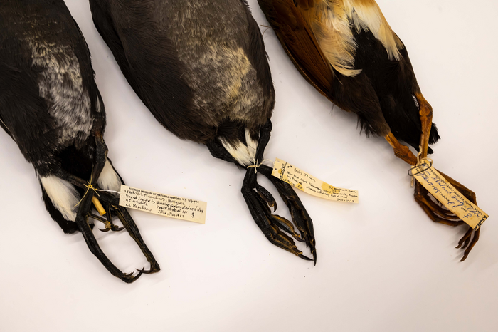 Bird specimens [IMAGE] | EurekAlert! Science News Releases