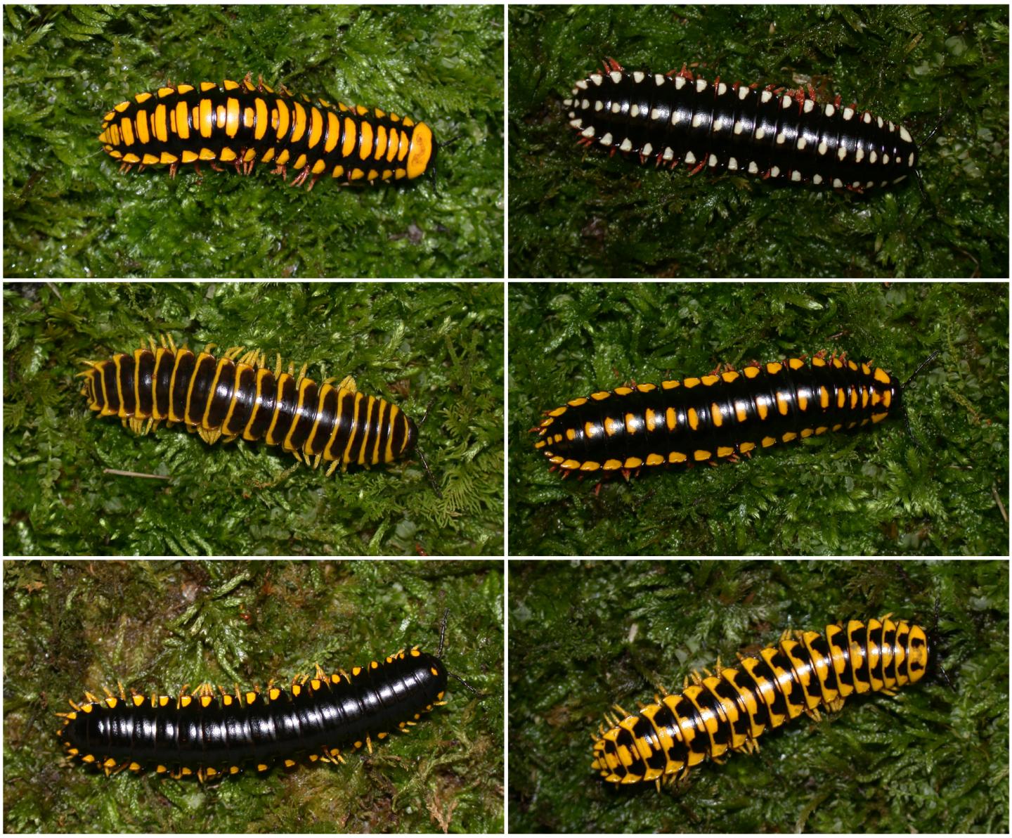 Entomologist discovers millipede that comes i | EurekAlert!