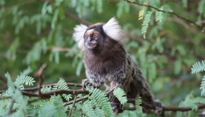Marmoset Monkey [IMAGE] | EurekAlert! Science News Releases