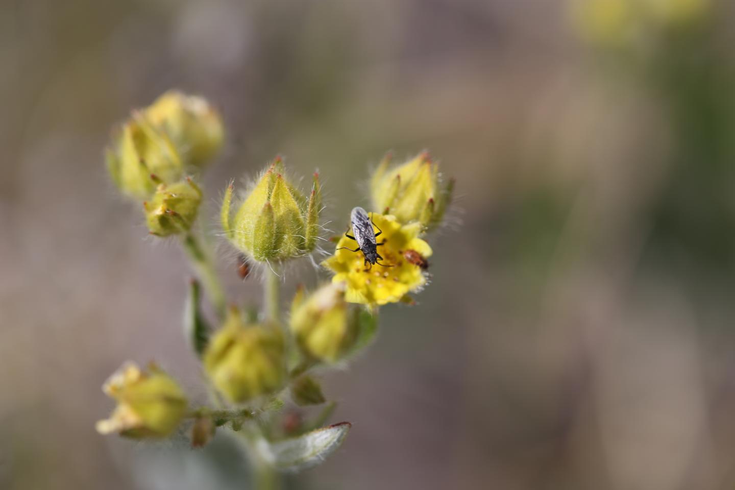 Arctic-Alpine Seed Bug [IMAGE] | EurekAlert! Science News Releases