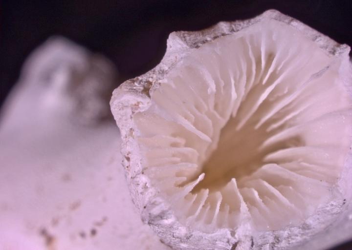 Coral Skeleton Affected by Cor [IMAGE] | EurekAlert! Science News Releases