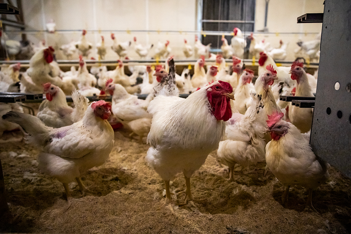 Learning from chickens | EurekAlert!