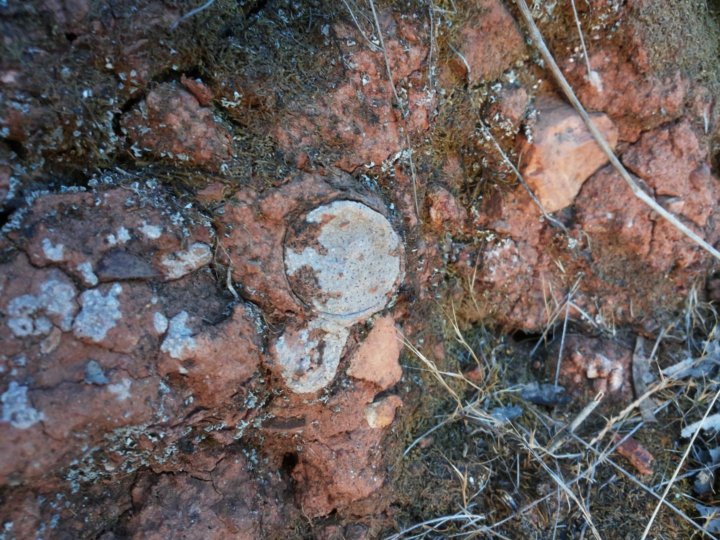 Camouflaged Trapdoor [IMAGE] | EurekAlert! Science News Releases