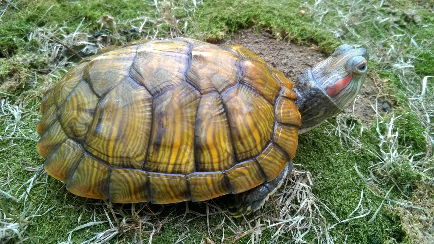 Red-Eared Slider [IMAGE] | EurekAlert! Science News Releases