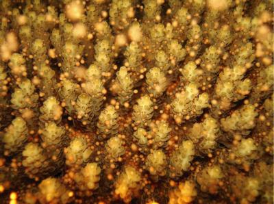 Mass Spawning and Coral Reef (1 of 2) | EurekAlert!