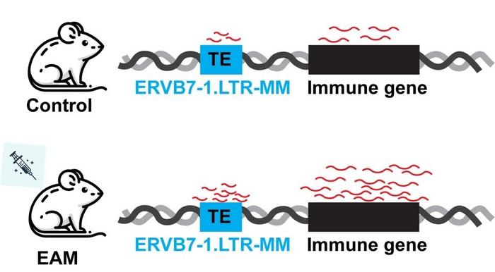 This schematic illustrates the [IMAGE] | EurekAlert! Science News Releases