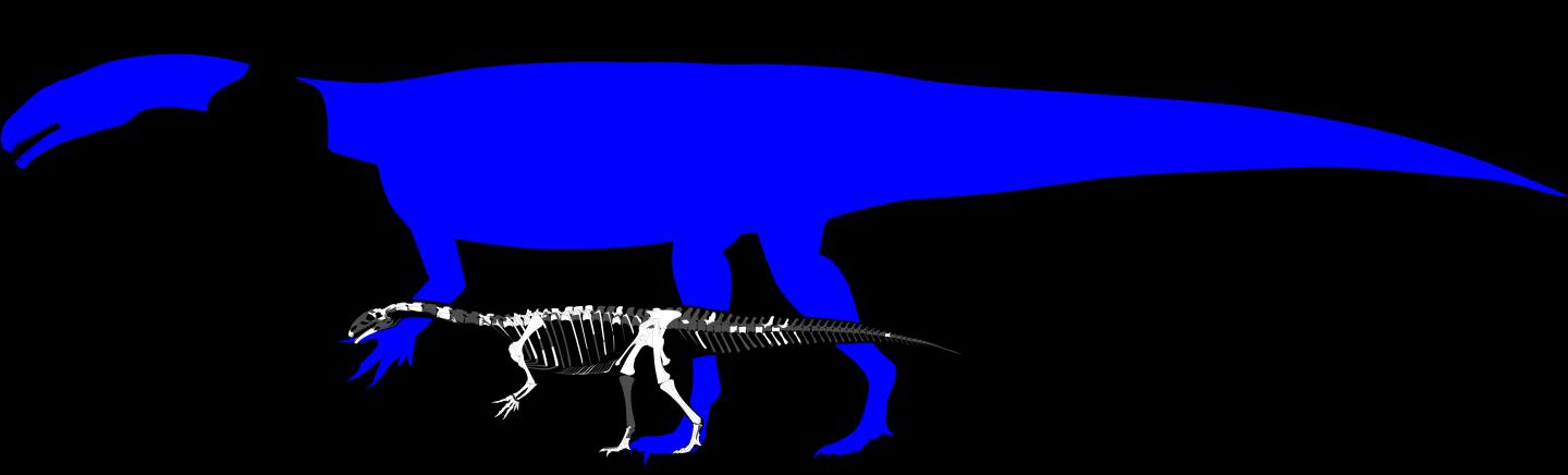 Skeletal reconstruction [IMAGE] | EurekAlert! Science News Releases