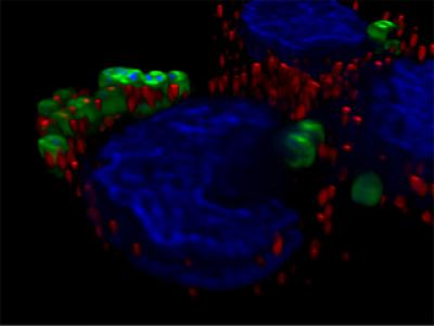 Group B Streptococcus [IMAGE] | EurekAlert! Science News Releases