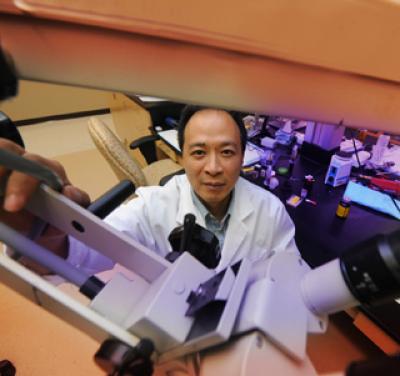 Memory researcher Tsien receives internationa | EurekAlert!
